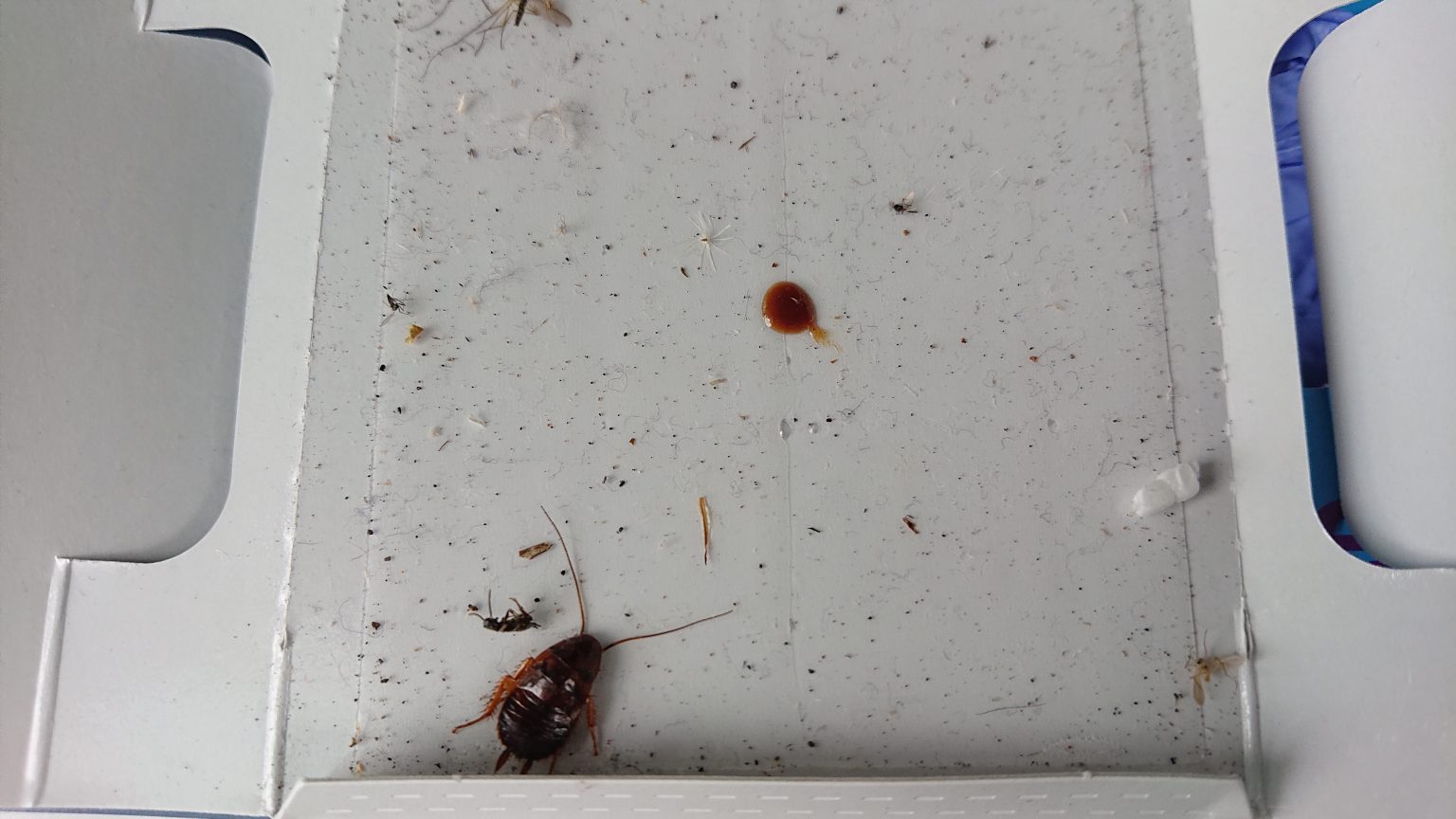 クロゴキブリの幼齢幼虫と中齢幼虫 - 株式会社 有緑 ダスキンフランチャイズチェーン加盟店