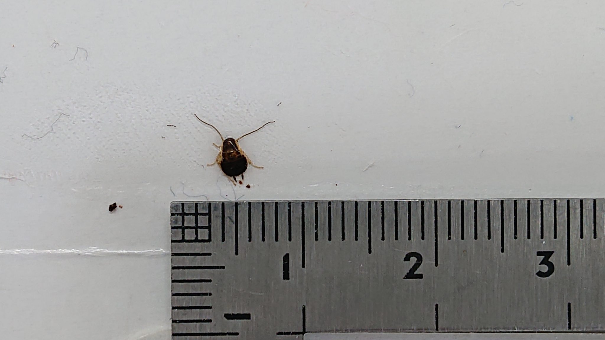 とても小さなチャバネゴキブリの幼虫 - 株式会社 有緑 ダスキンフランチャイズチェーン加盟店